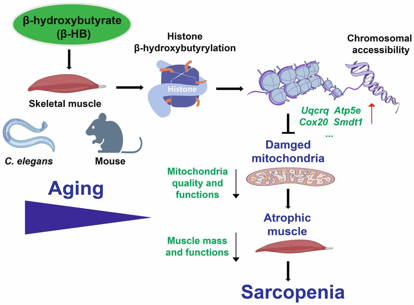 NCU Scholars Discover That Histone β-Hydroxybutyrylation Can Reverse ...